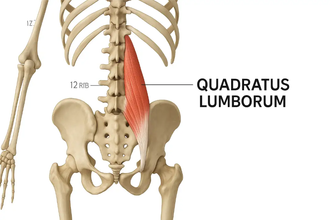 Quadriceps femoris: anatomie, functie & oefeningen